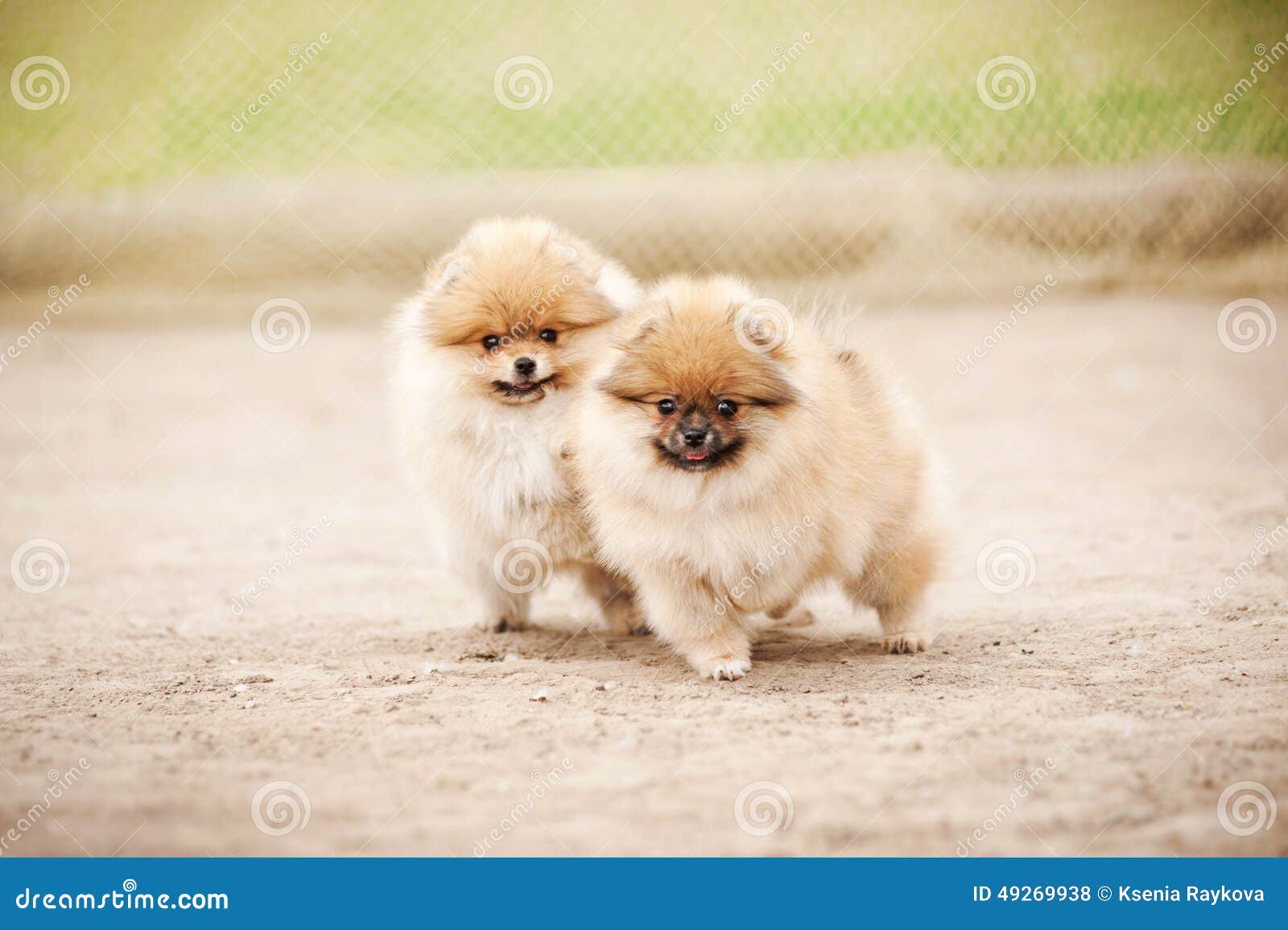 Two Pomeranian Spitz Puppies Playing Stock Photo - Image of cute ...