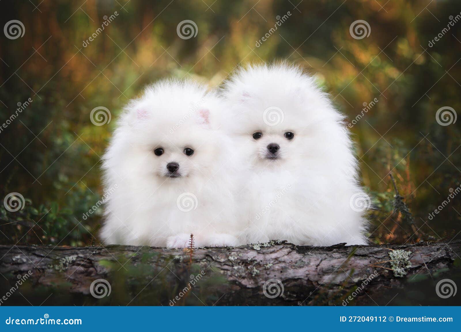 Two Pomeranian Spitz Puppies Posing on a Log in the Forest Stock Photo ...