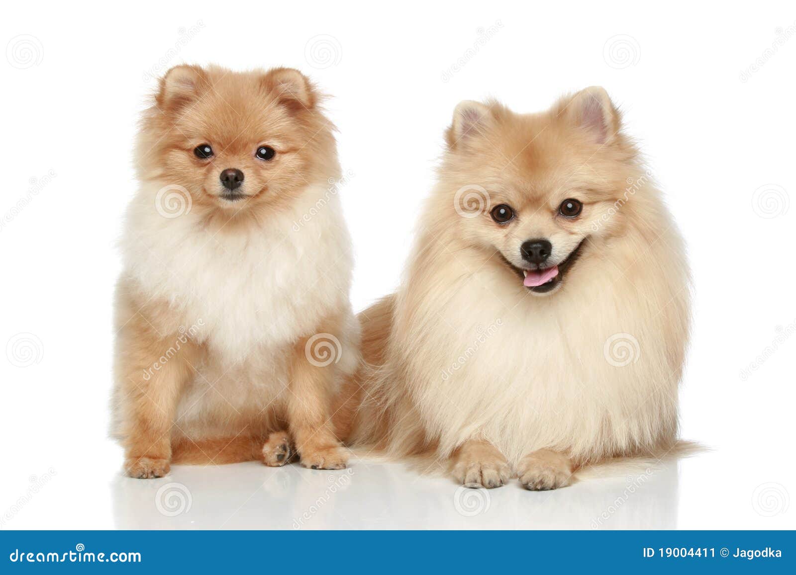 Pomeranian Spitz Puppy Stock Image | CartoonDealer.com #26035057