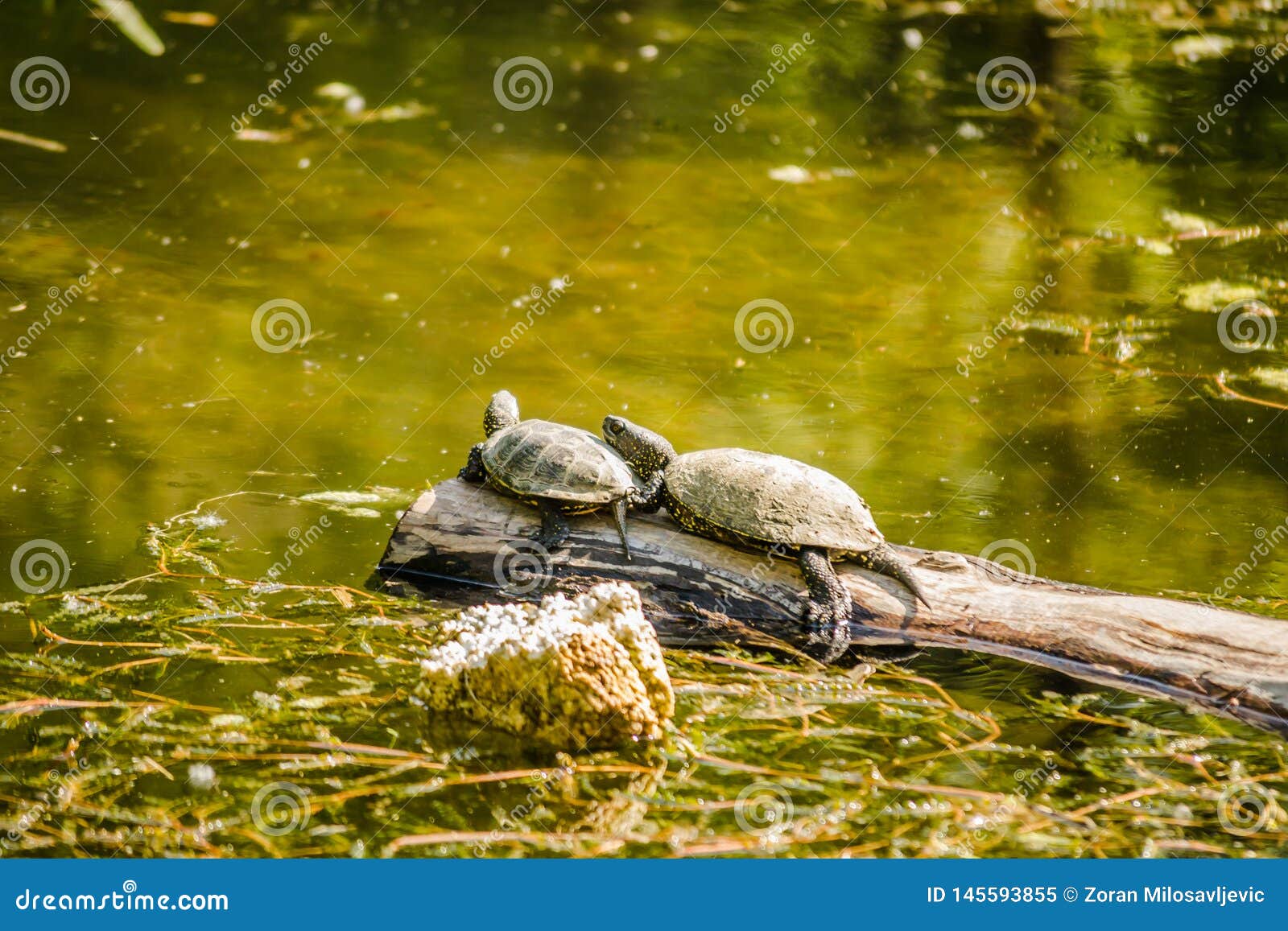 Two Pond Turtles on a Tree Floating on the Water Stock Image - Image of ...
