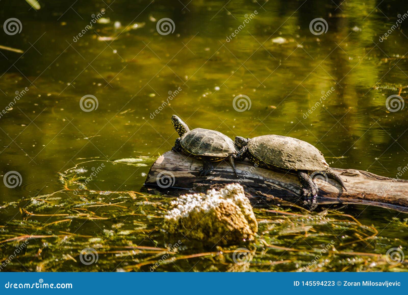 Two Pond Turtles on a Tree Floating on the Water Stock Image - Image of ...
