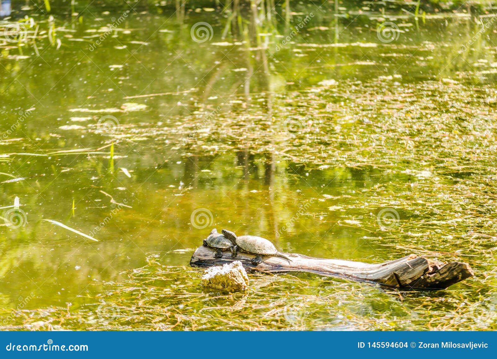Two Pond Turtles on a Tree Floating on the Water Stock Photo - Image of ...