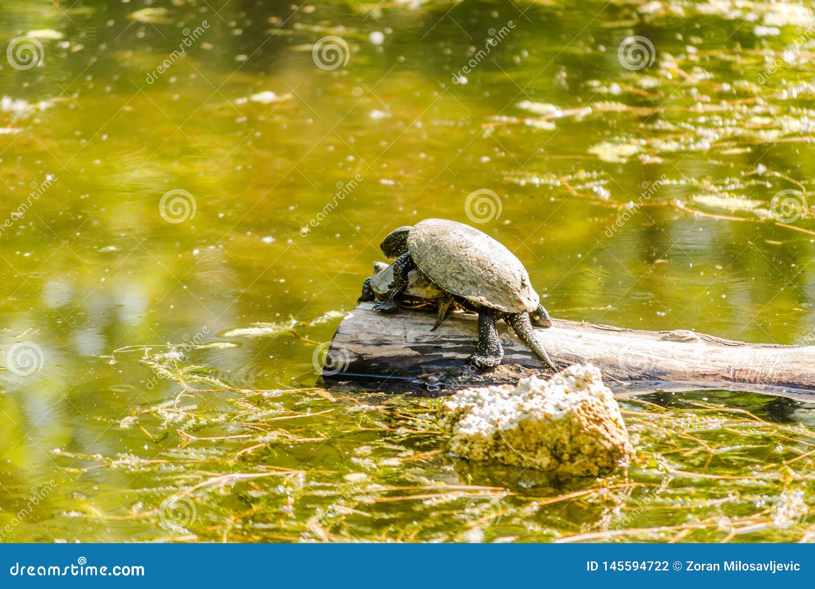 Two Pond Turtles on a Tree Floating on the Water Stock Photo - Image of ...
