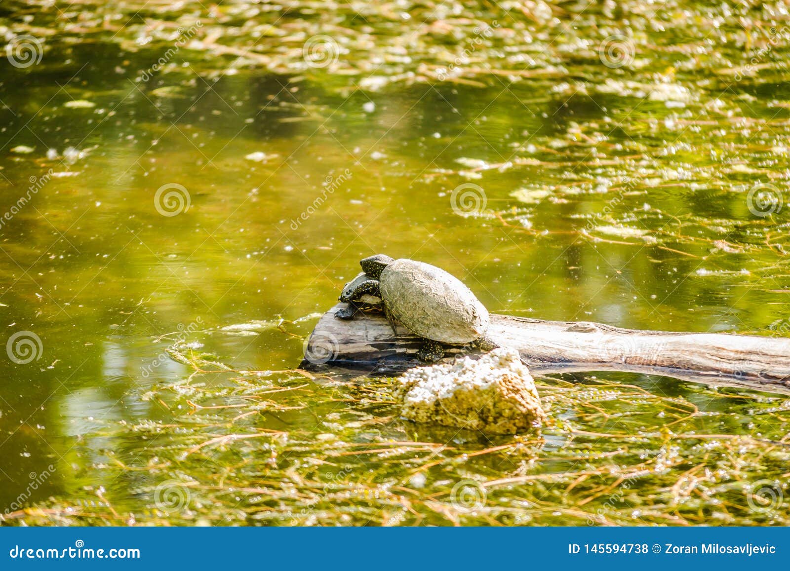 Two Pond Turtles on a Tree Floating on the Water Stock Photo - Image of ...