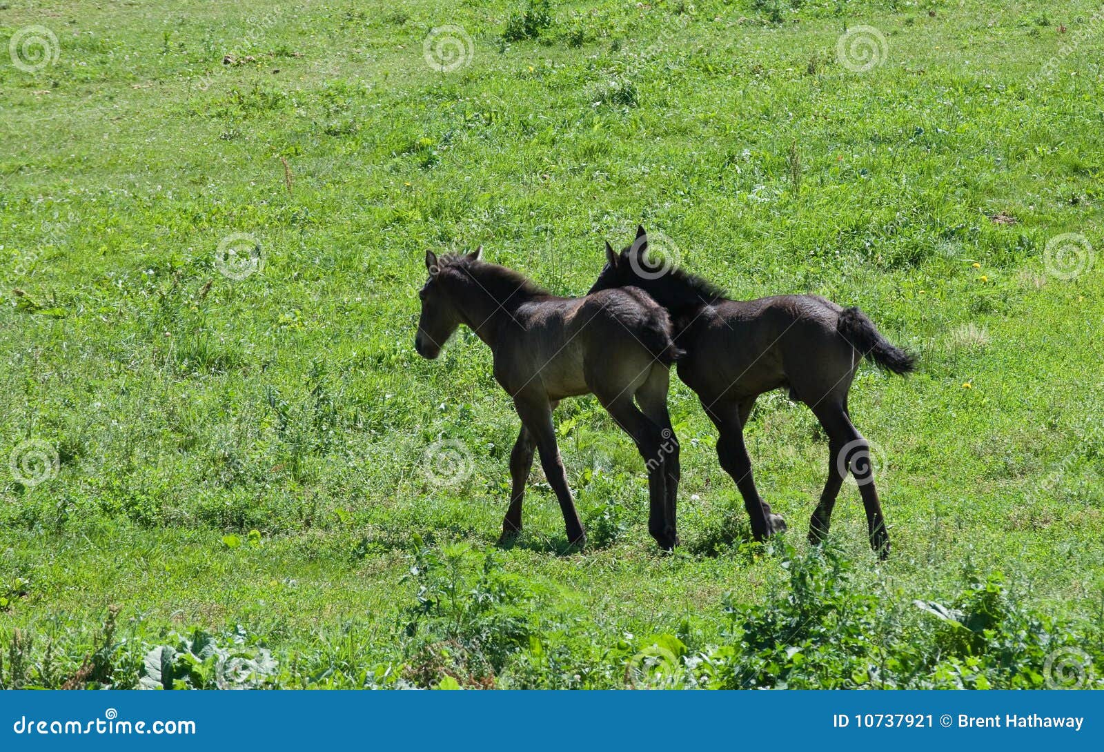 Two ponies stock image. Image of ponies, pony, grass - 10737921