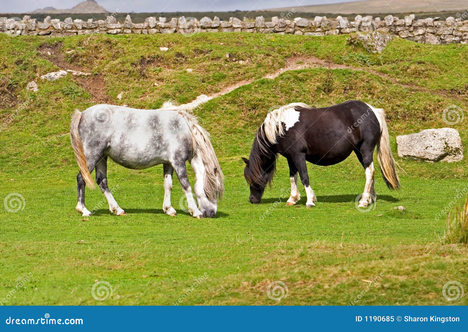 Two ponies stock image. Image of ponys, picturesque, scenic - 1190685