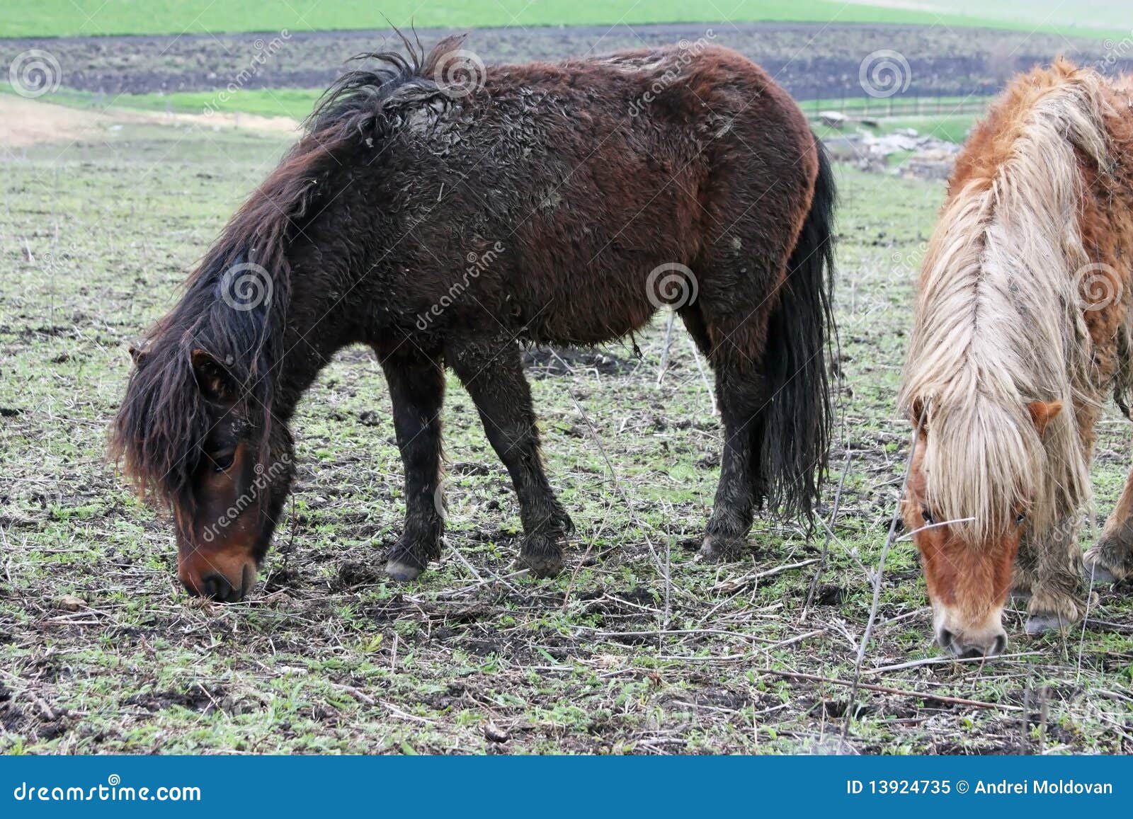 Two ponies stock image. Image of animal, ground, europe - 13924735