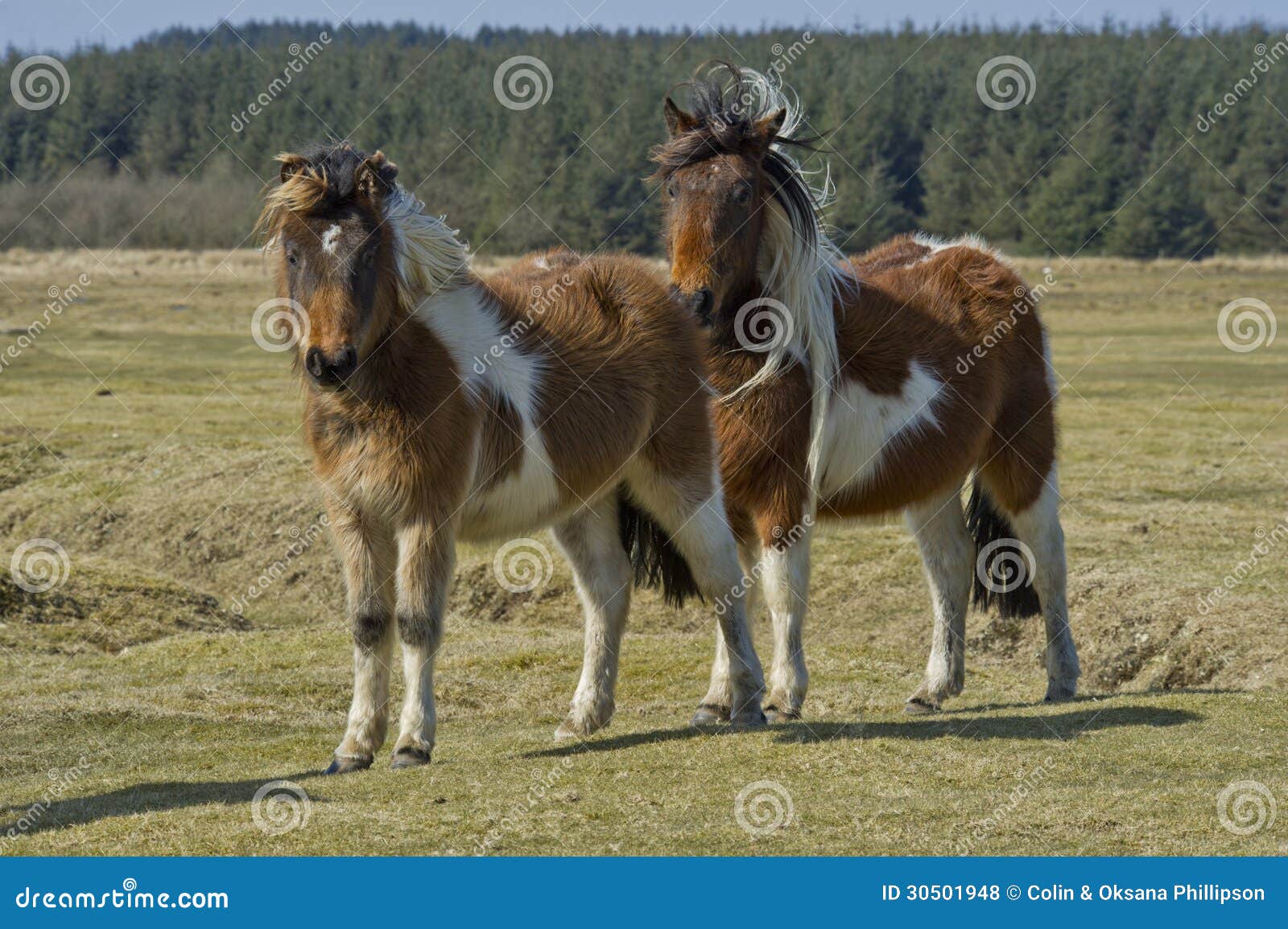 Two ponies stock photo. Image of drinking, cornwall, clear - 30501948