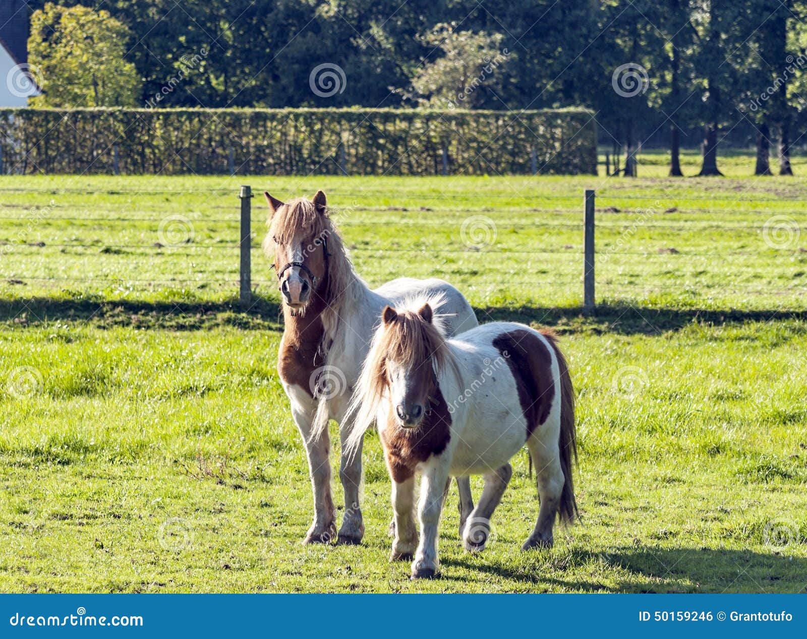 Two ponies stock photo. Image of pair, next, ponies, scenic - 50159246