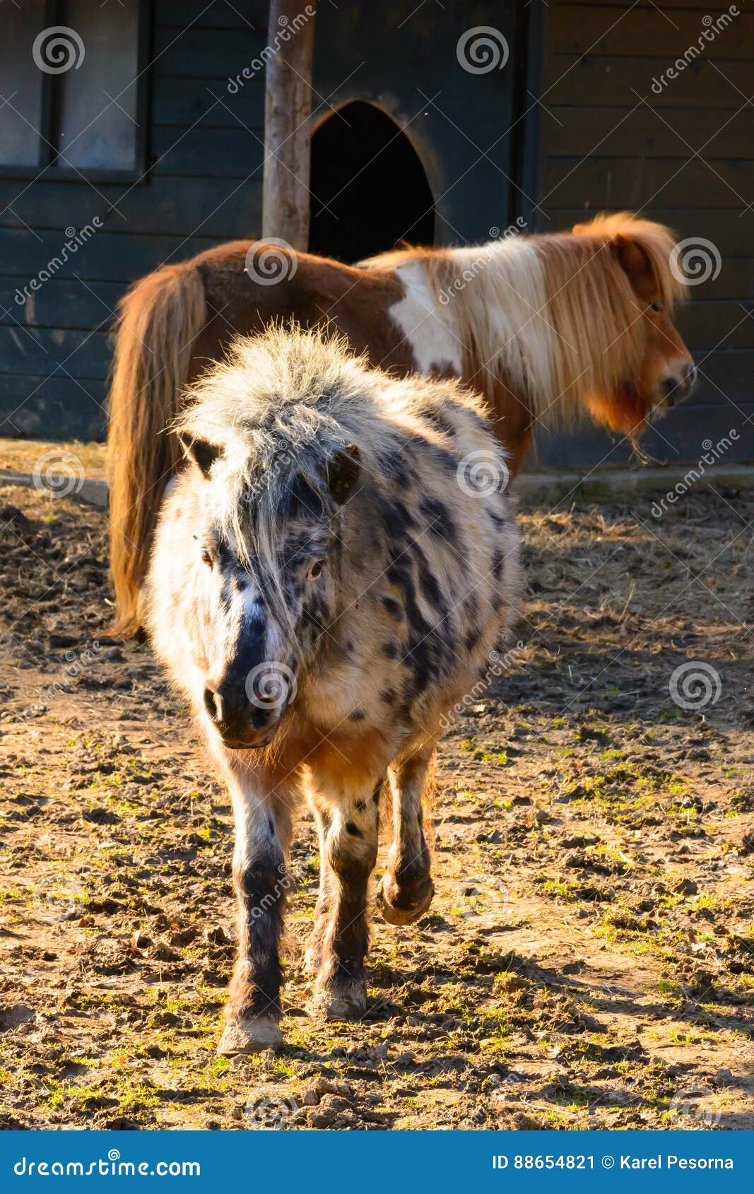 Two ponies in the paddock stock image. Image of outdoors - 88654821