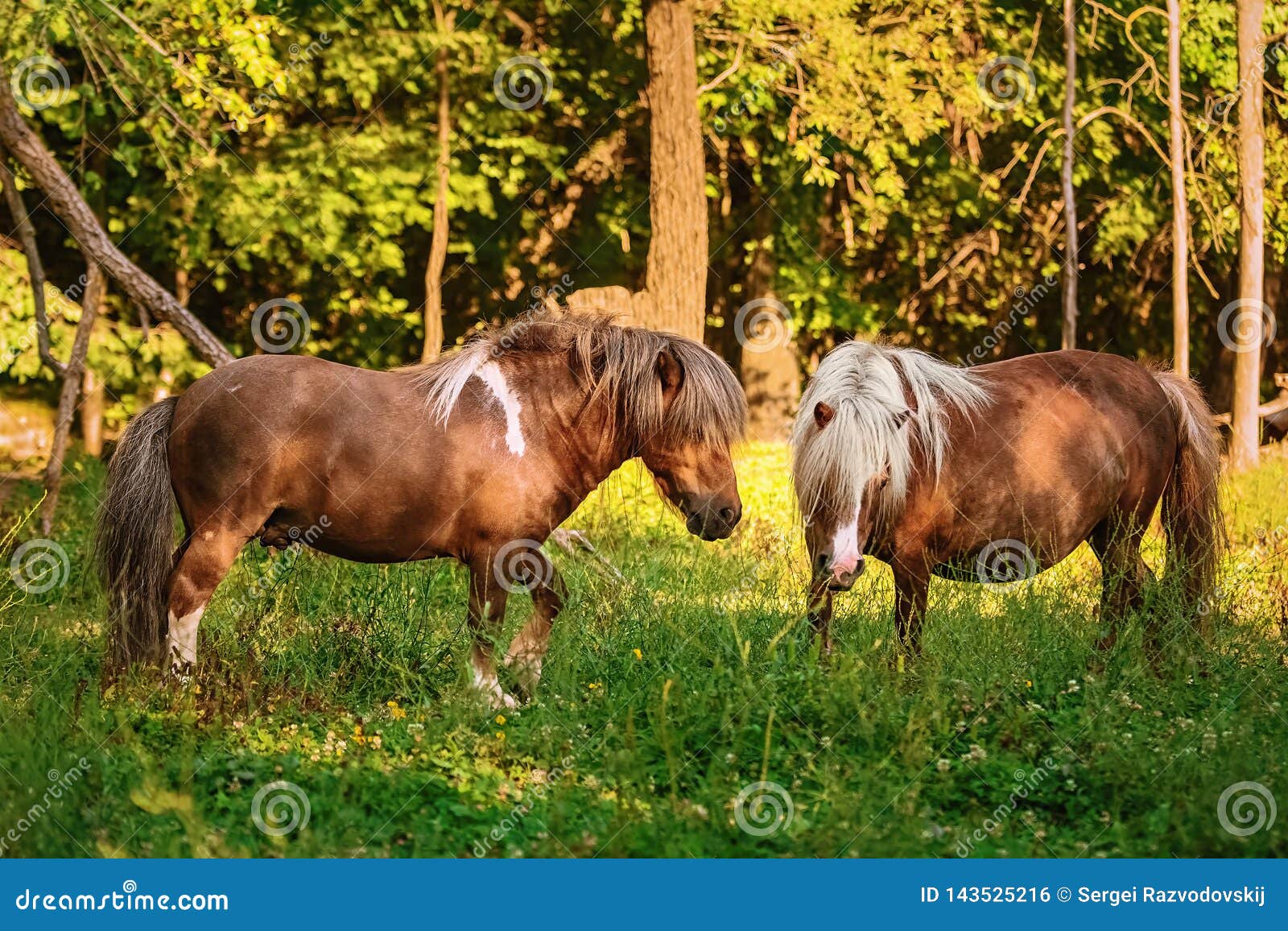 Two ponies on pasture stock photo. Image of small, grass - 143525216