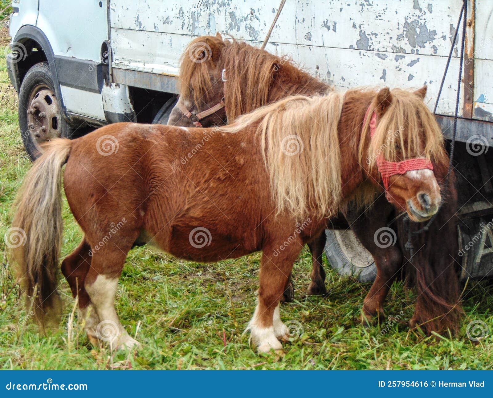 Two Ponies in Romania in Autumn Stock Photo - Image of romania, pony ...