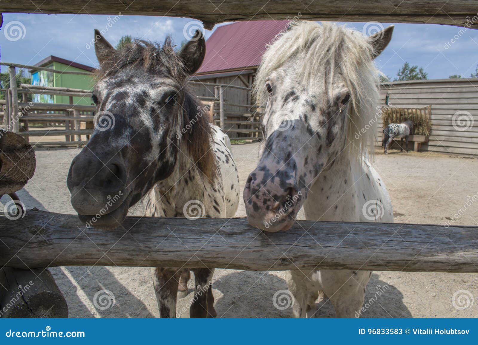 Two ponies are watching stock image. Image of small, white - 96833583
