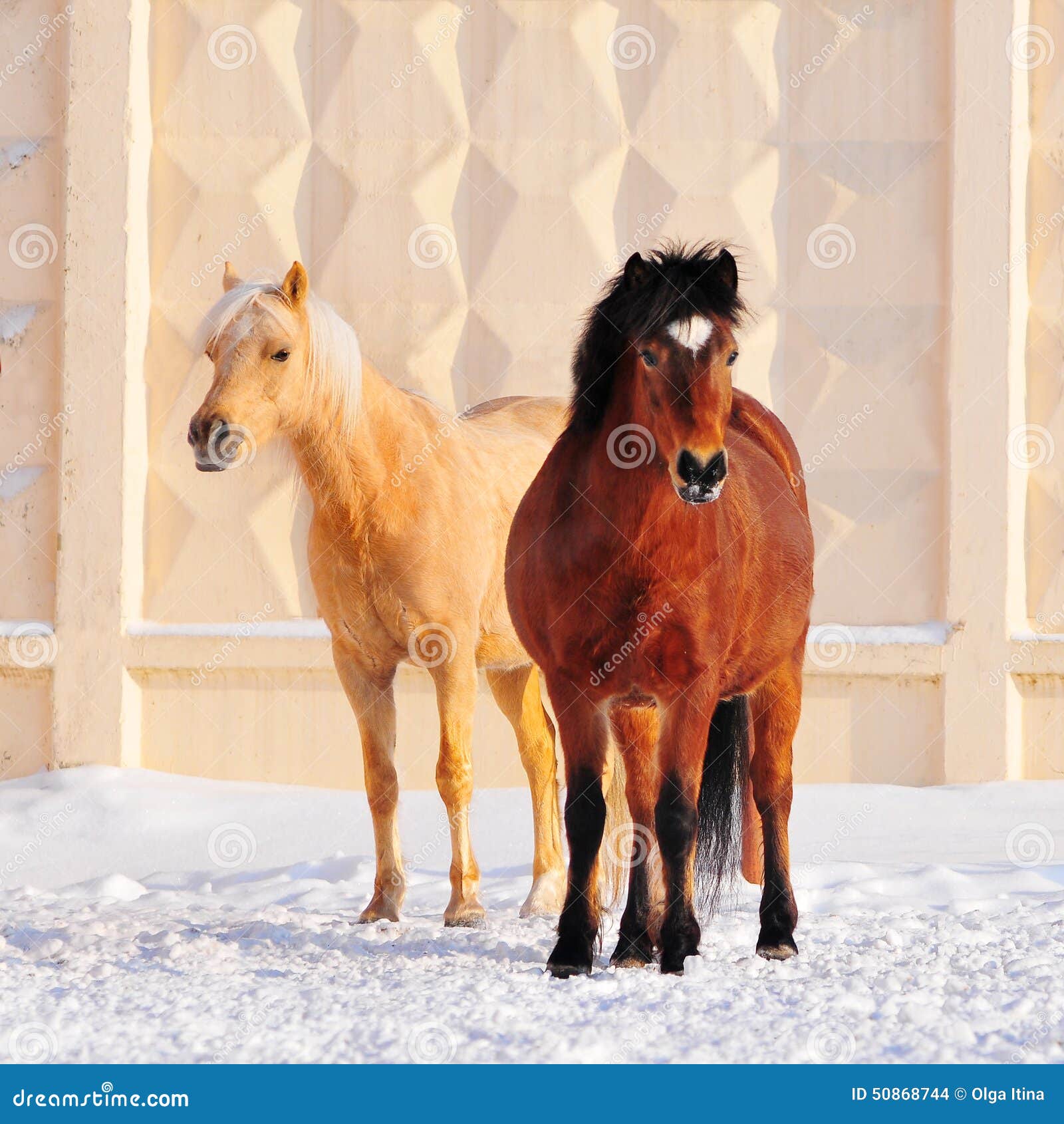Two Ponies in Winter on Snow Stock Photo - Image of area, mane: 50868744