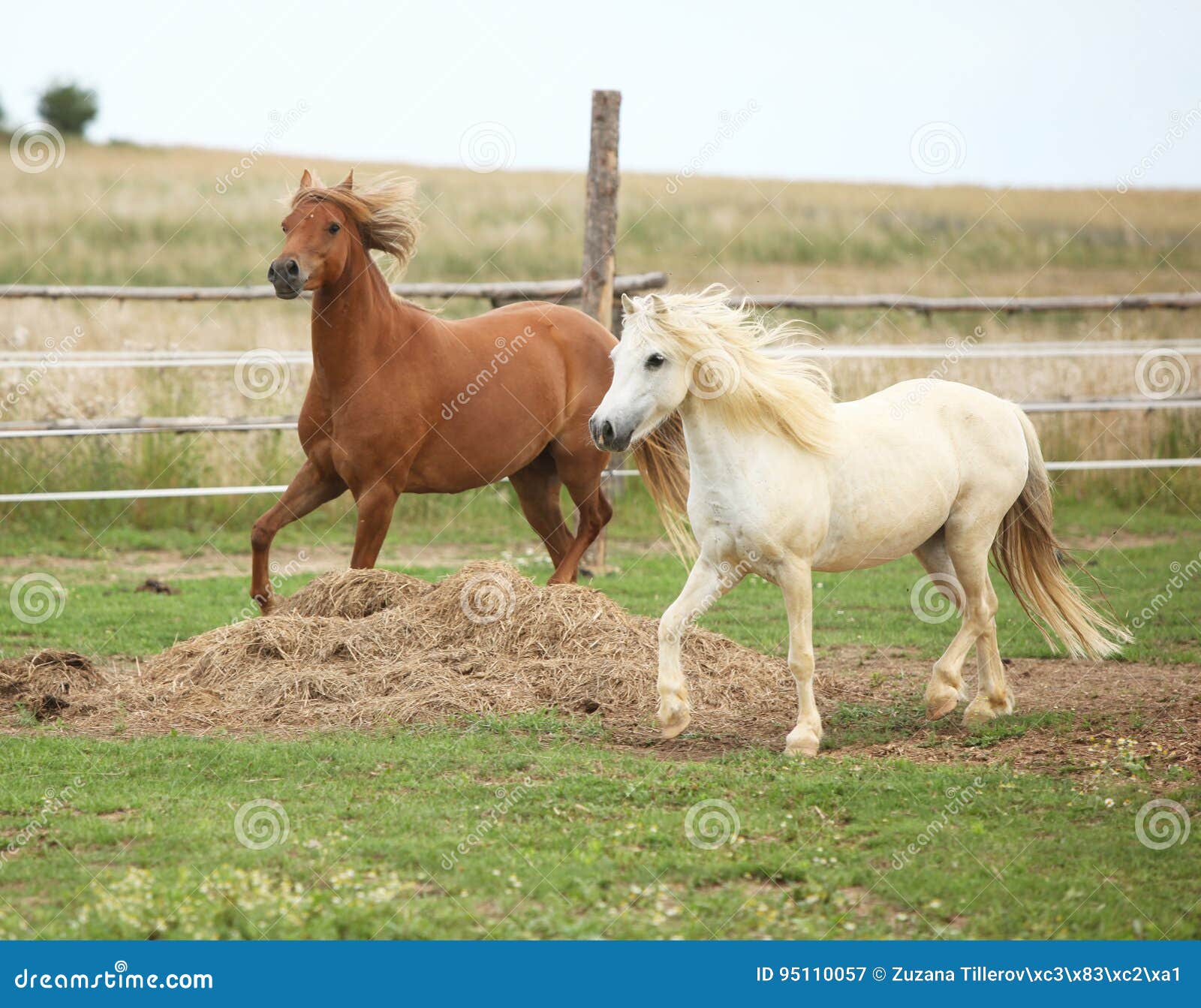 Two Ponnies Together on Pasturage Stock Image - Image of batch, brown ...
