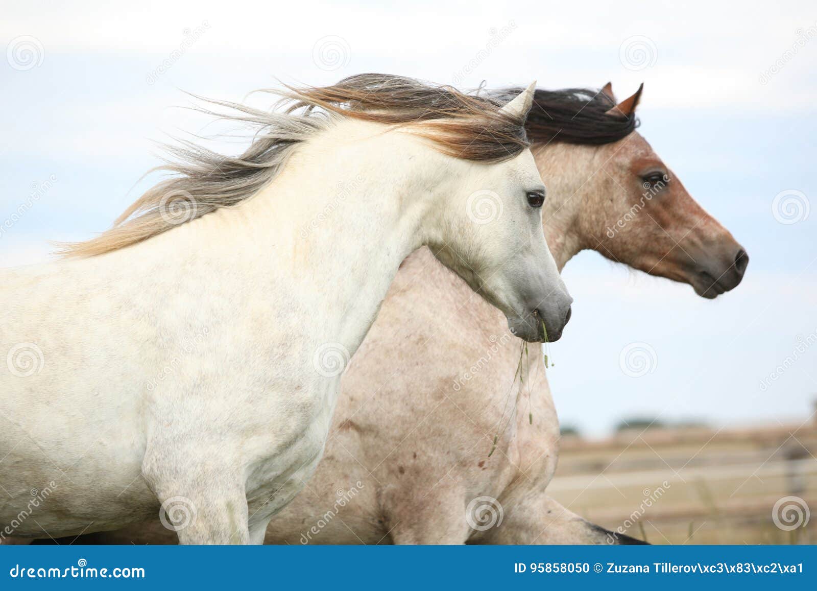Two Ponnies Together on Pasturage Stock Photo - Image of pasture, herd ...
