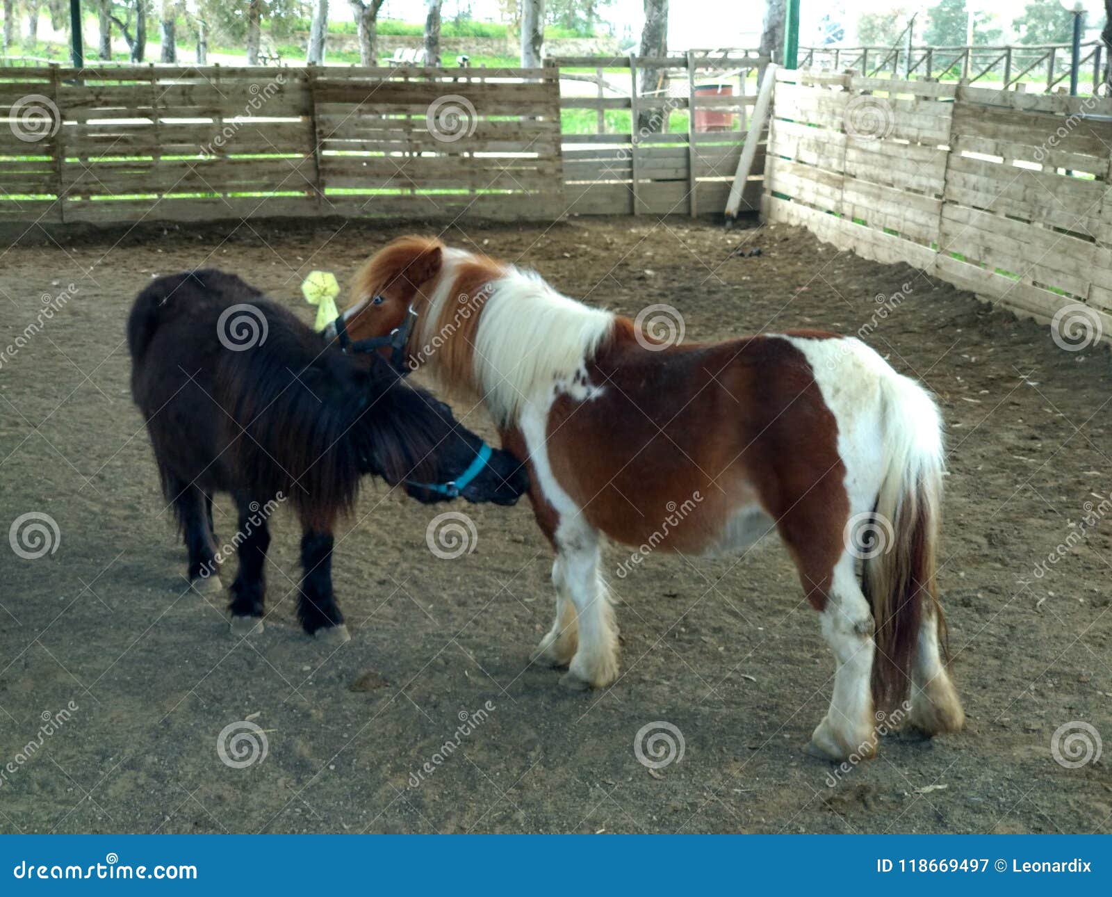Two Pony stock image. Image of horse, game, black, white - 118669497