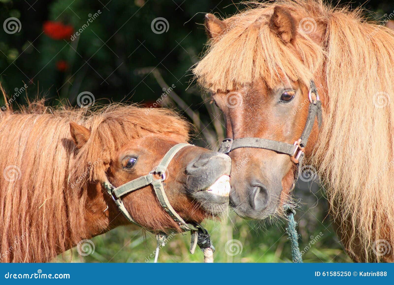 Two pony stock photo. Image of innocent, brown, mare - 61585250