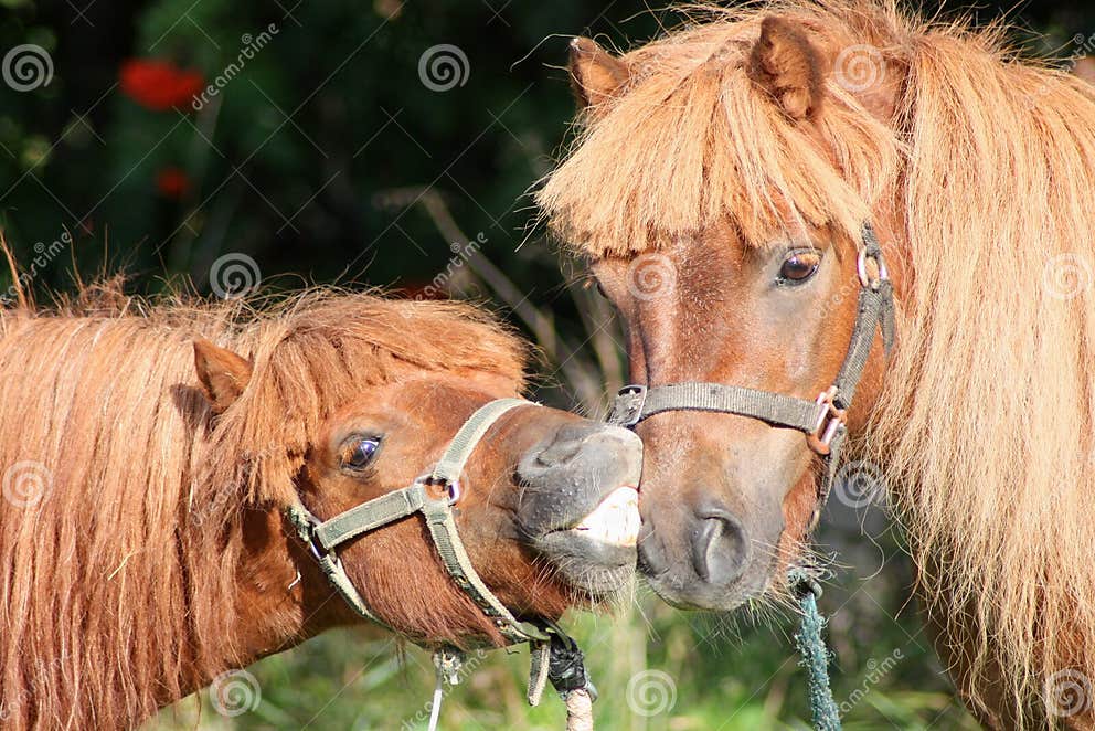 Two pony stock photo. Image of innocent, brown, mare - 61585250