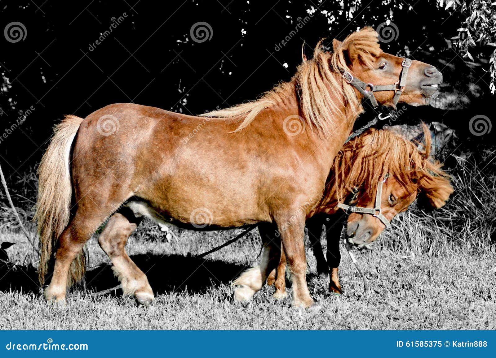 Two pony stock image. Image of family, gentle, meadow - 61585375