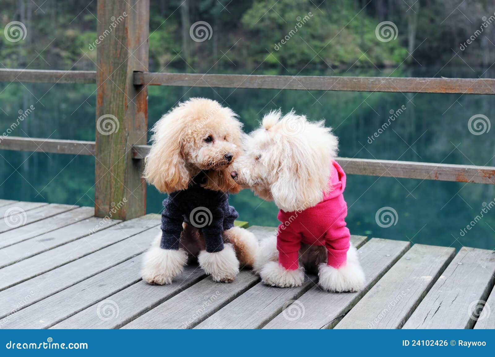 Two poodle dog standing stock photo. Image of lines, line - 24102426