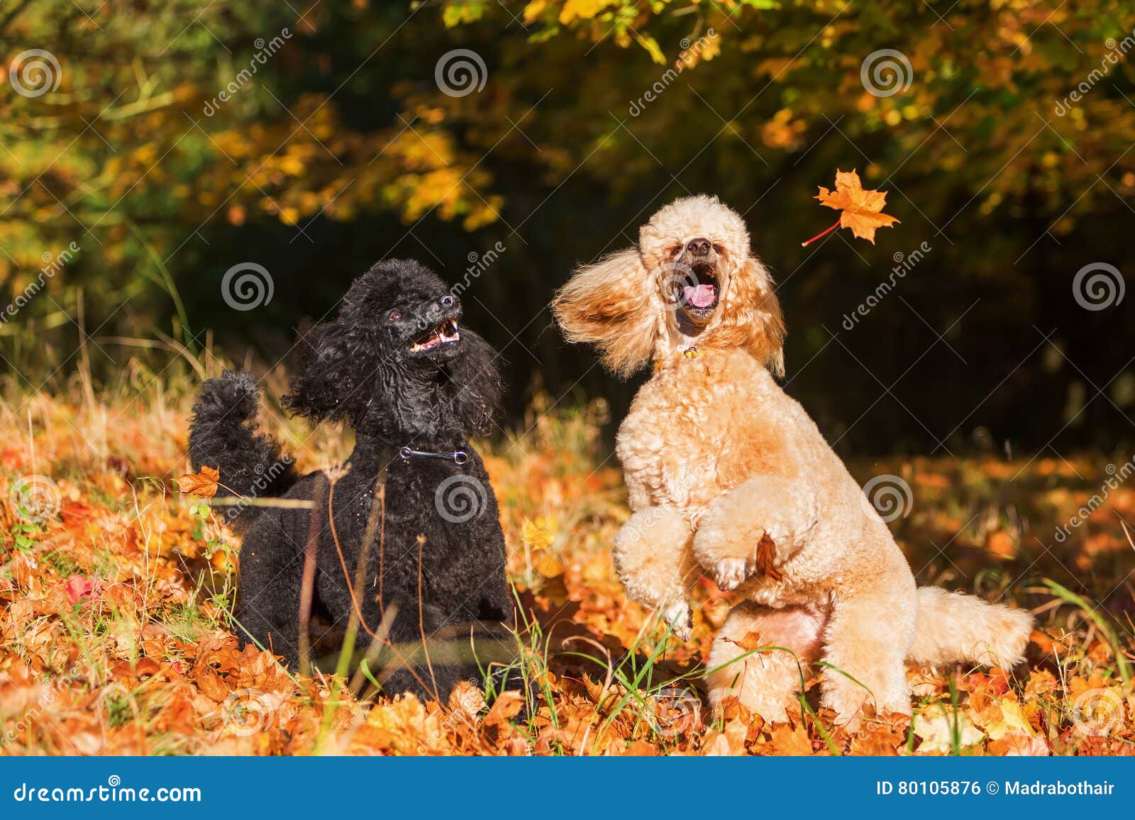 Two Poodles with Autumn Leaves Stock Photo - Image of jump, together ...