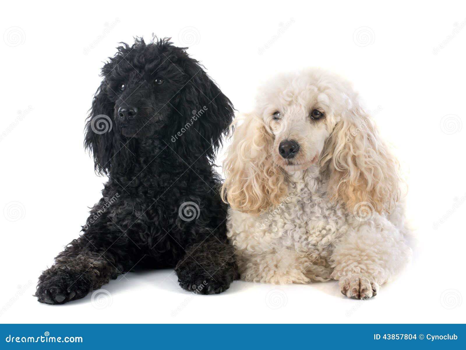Two poodles stock photo. Image of black, studio, background - 43857804