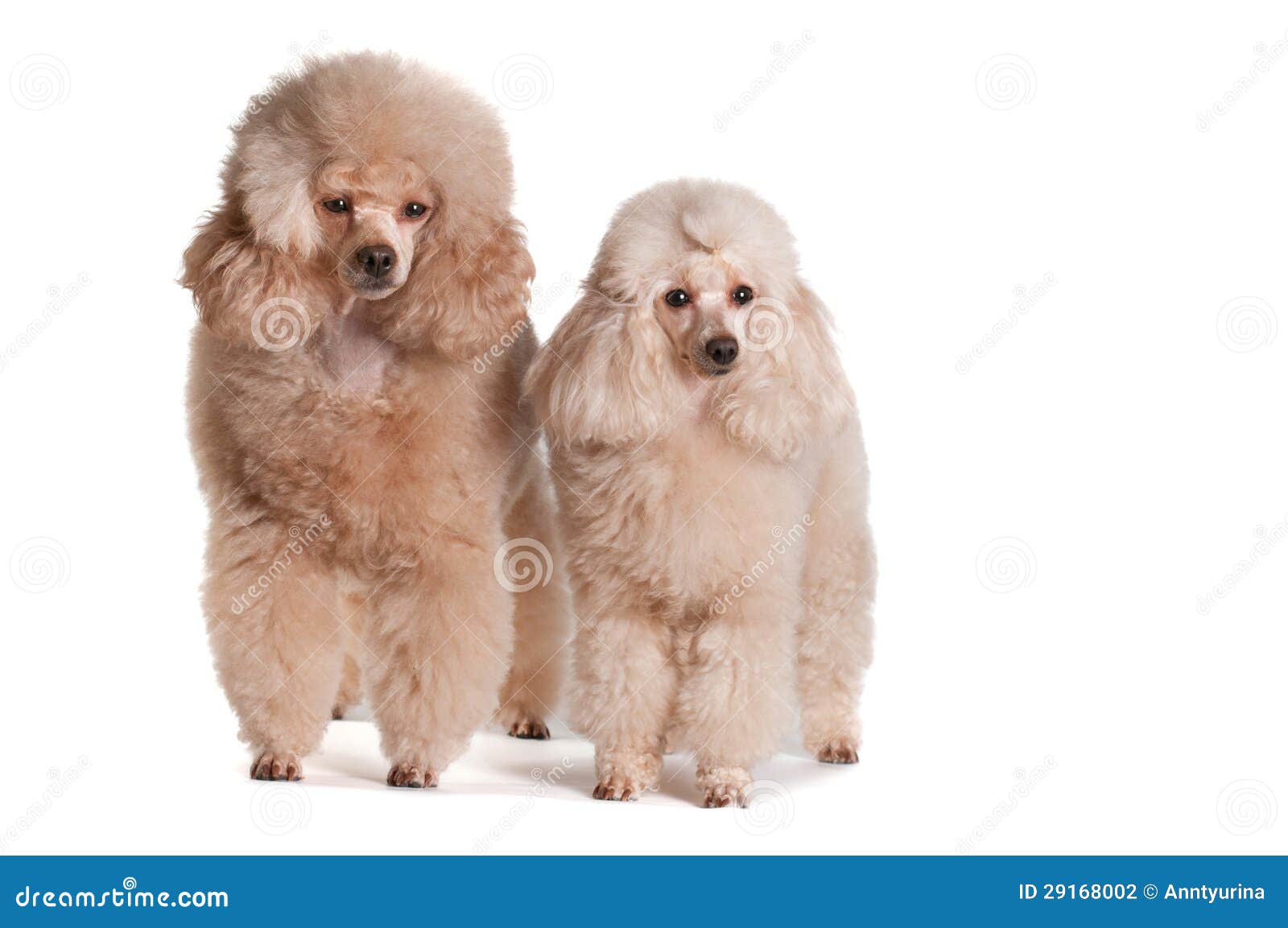 Are Two Poodles Better Than One