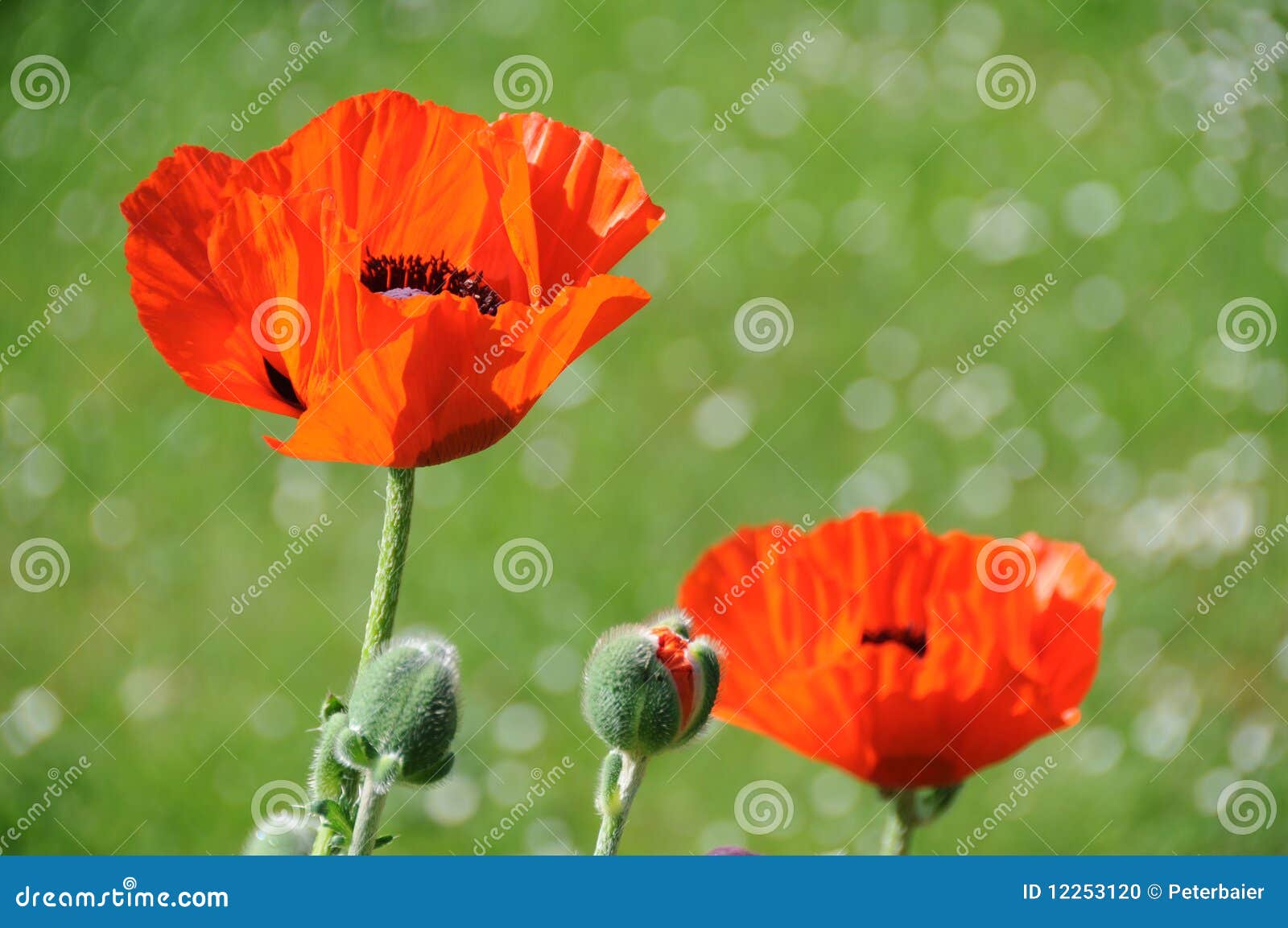 Two Poppies stock photo. Image of black, grassland, rhoeas - 12253120