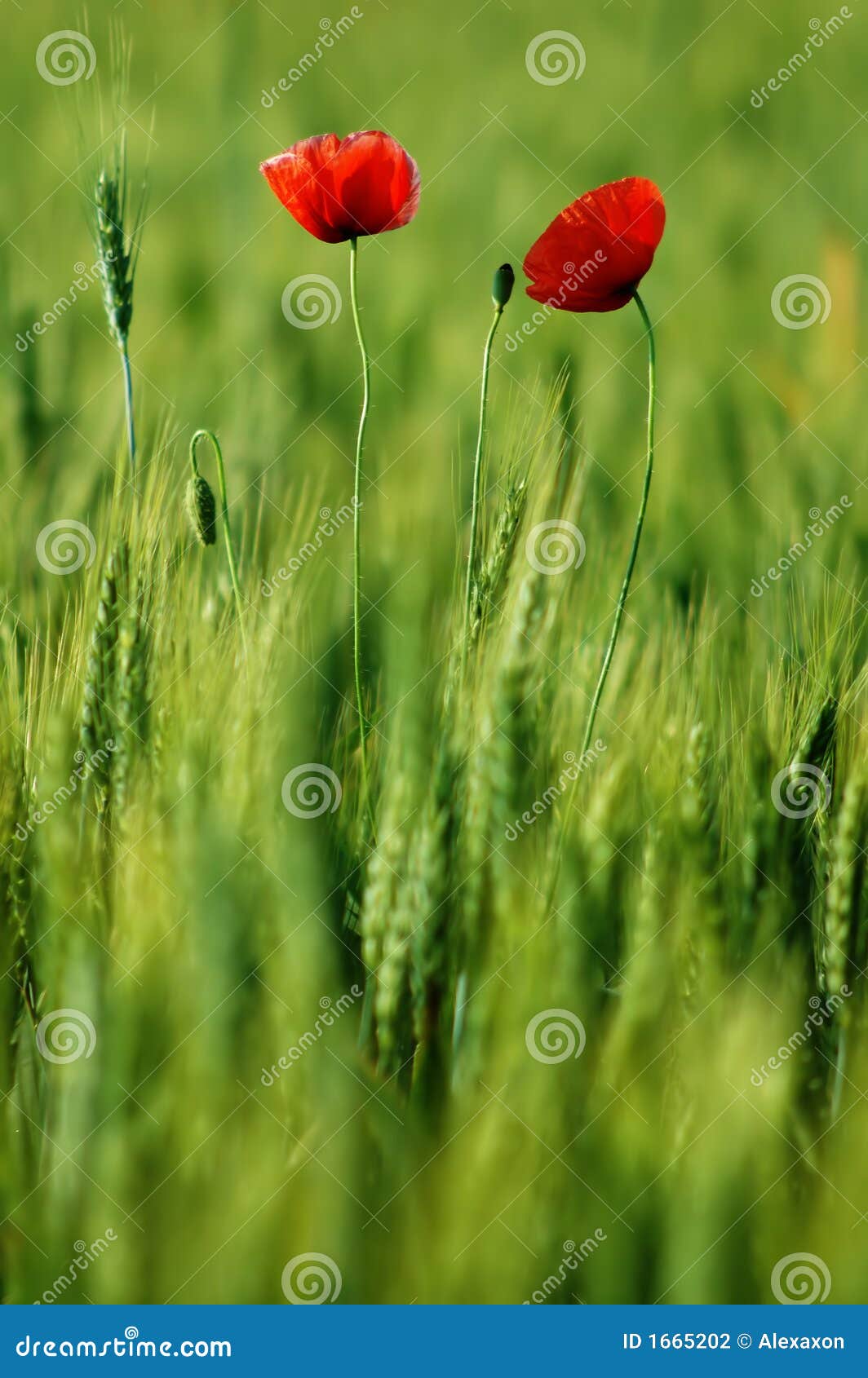 Two poppies stock photo. Image of crop, countryside, agriculture - 1665202