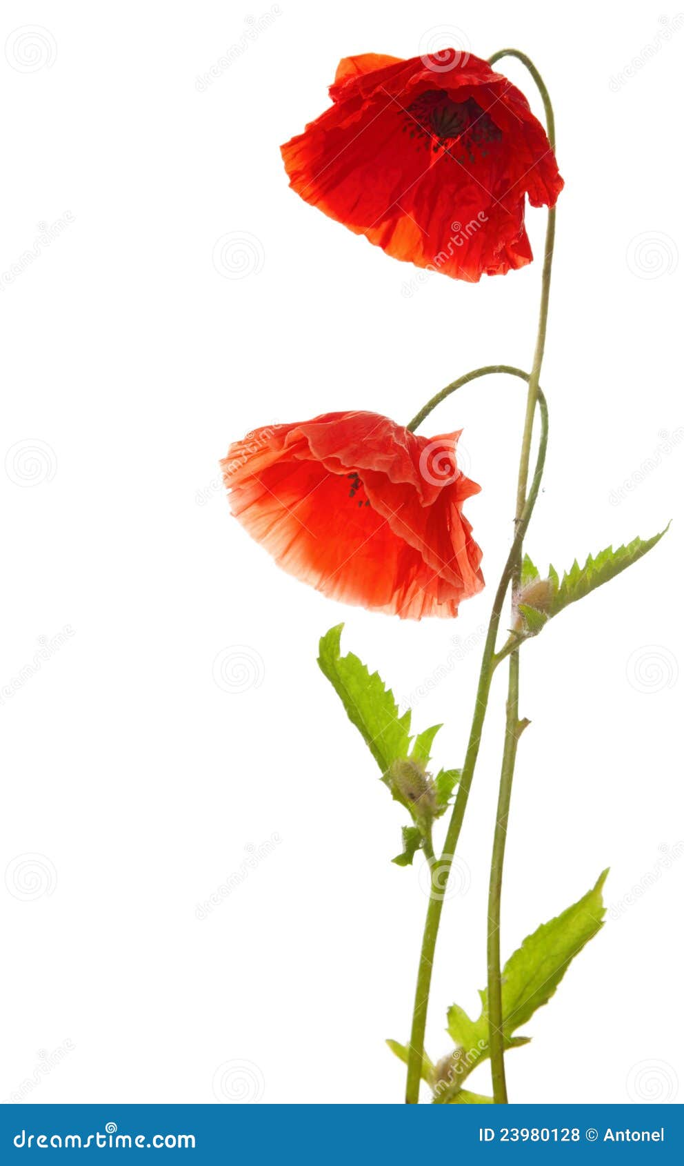 Two poppies stock photo. Image of gardening, botanical - 23980128