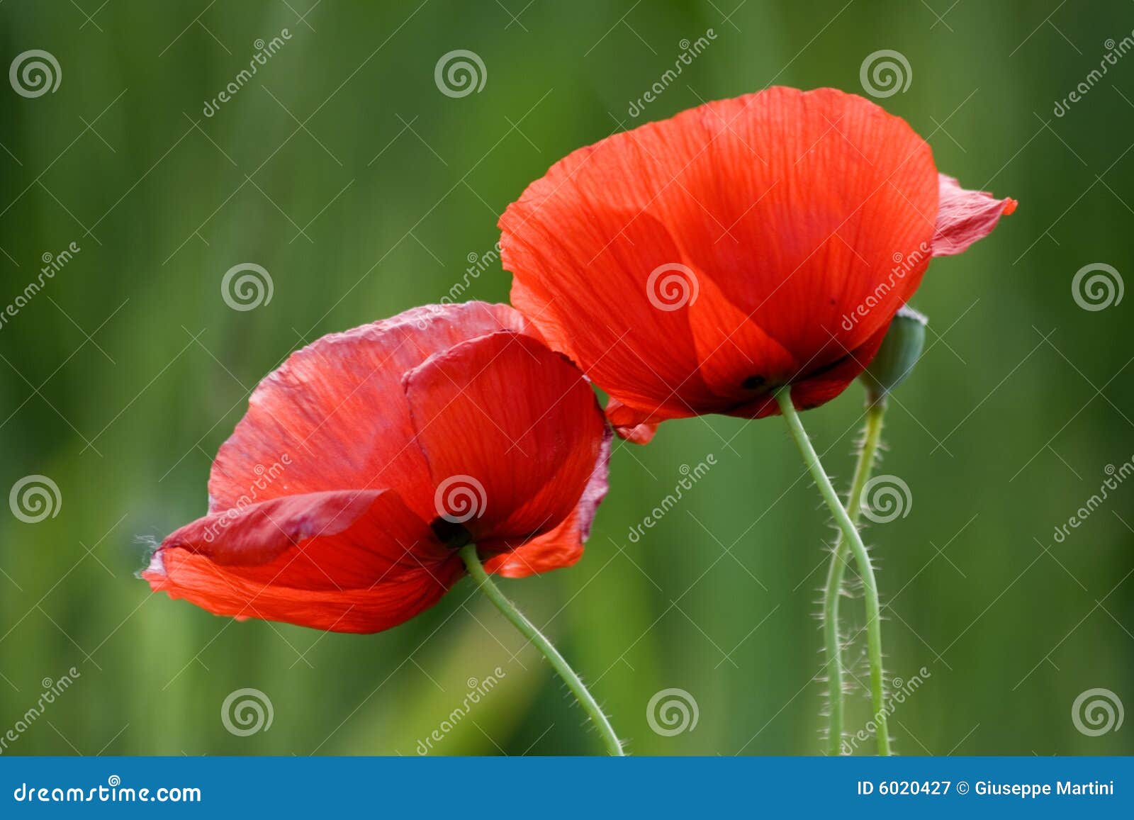 Two poppies stock image. Image of brittleness, landscape - 6020427