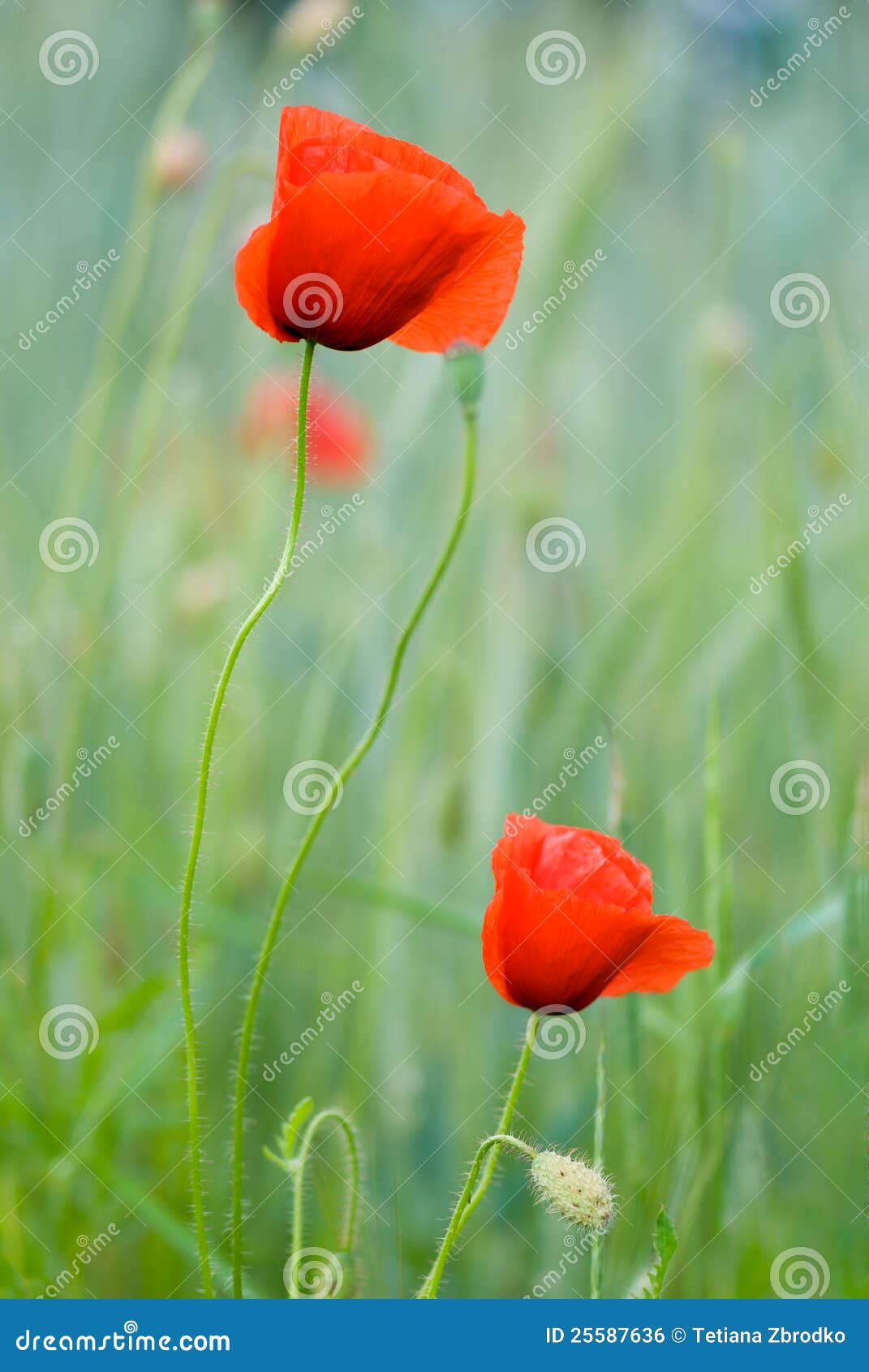 Two poppies outdoors stock photo. Image of uncultivated - 25587636