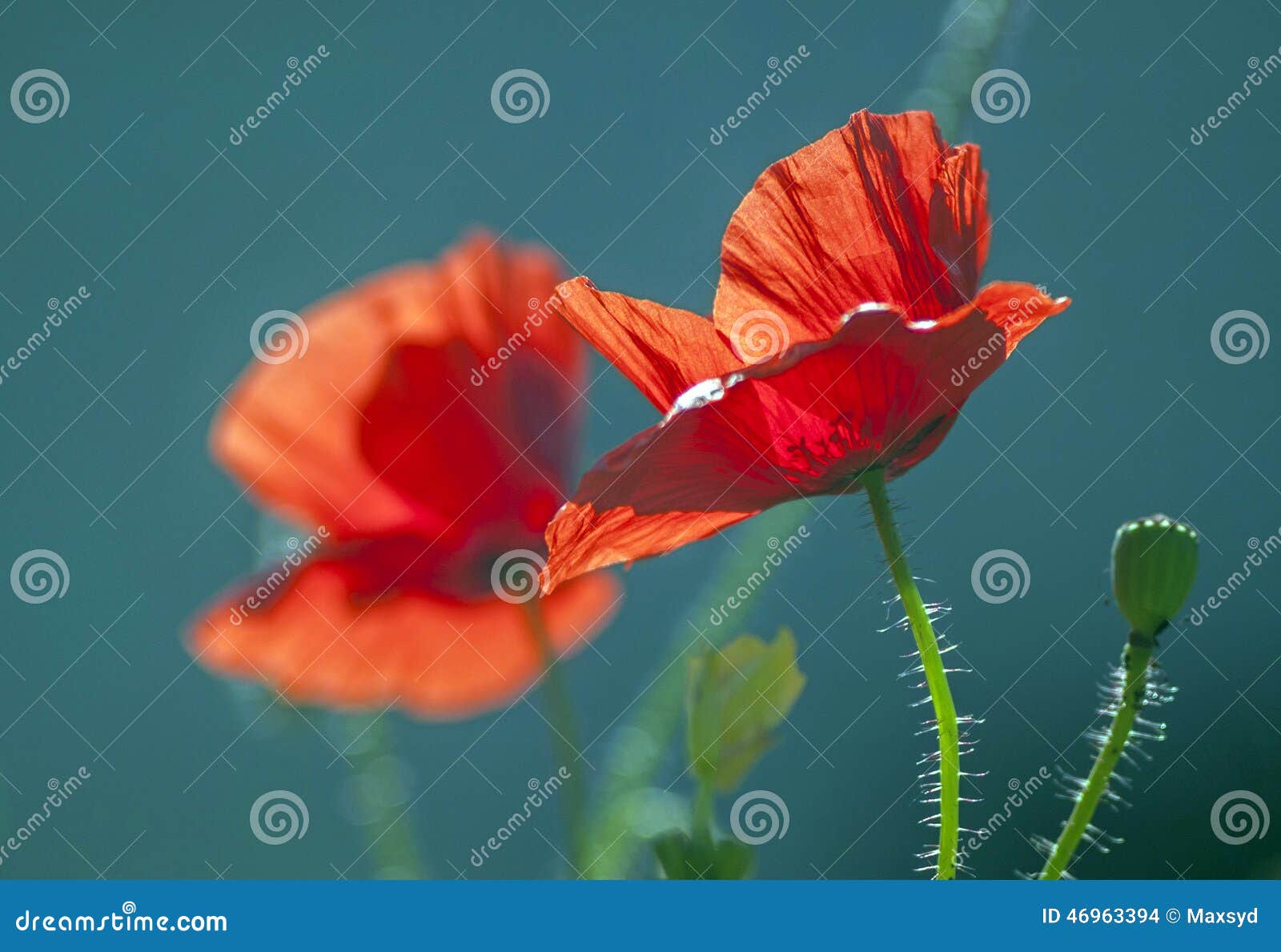 Two poppy stock photo. Image of leaves, petals, growing - 46963394