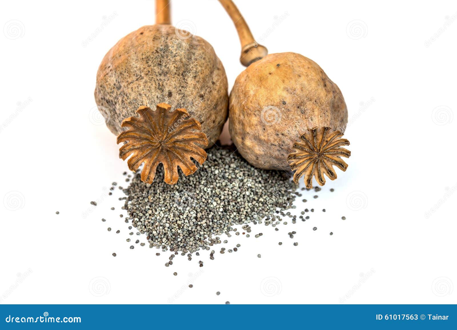 Two Poppy Heads and Seeds Isolated Stock Image - Image of bake, bakery ...