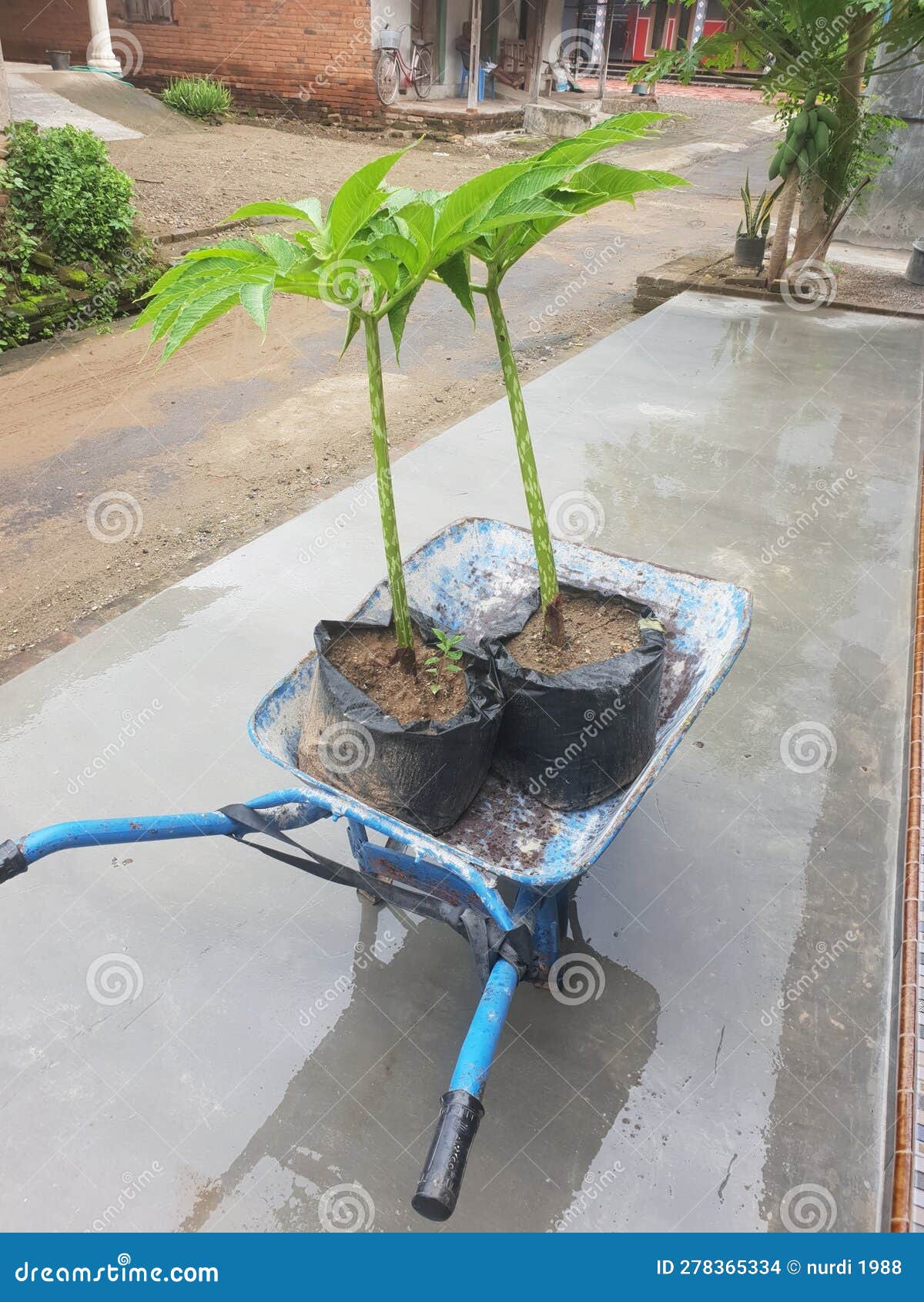 Two Porang Trees Large Enough To Be Planted? Stock Photo - Image of ...