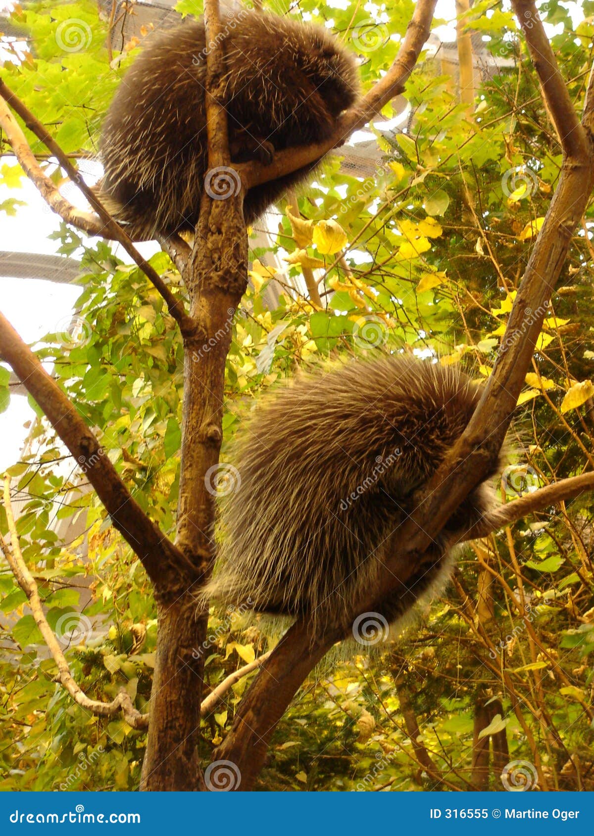 Two porcupine stock image. Image of snowy, tree, spike - 316555