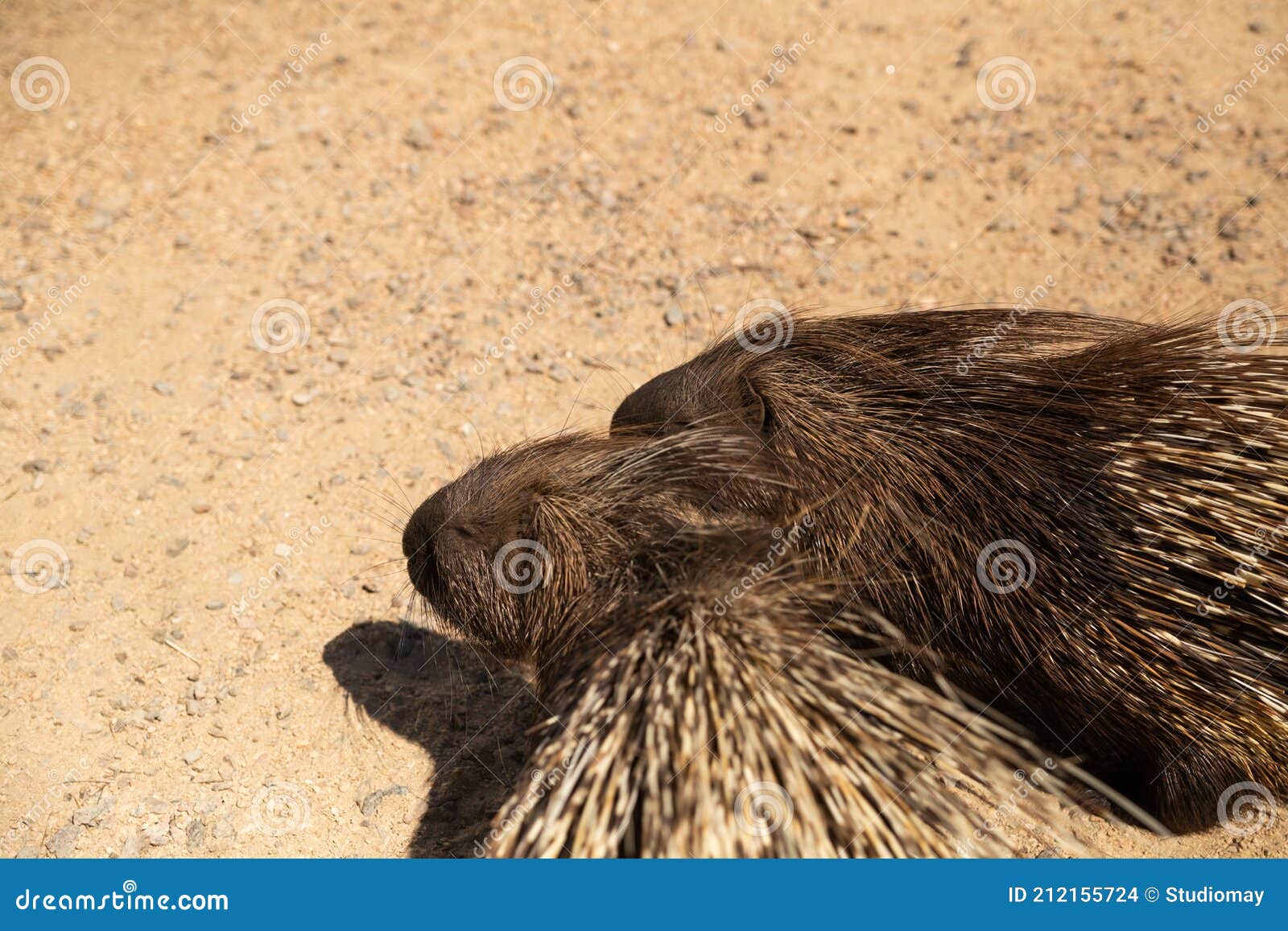 Two Porcupines on a Sunny Land Stock Photo - Image of mammal, spiny ...