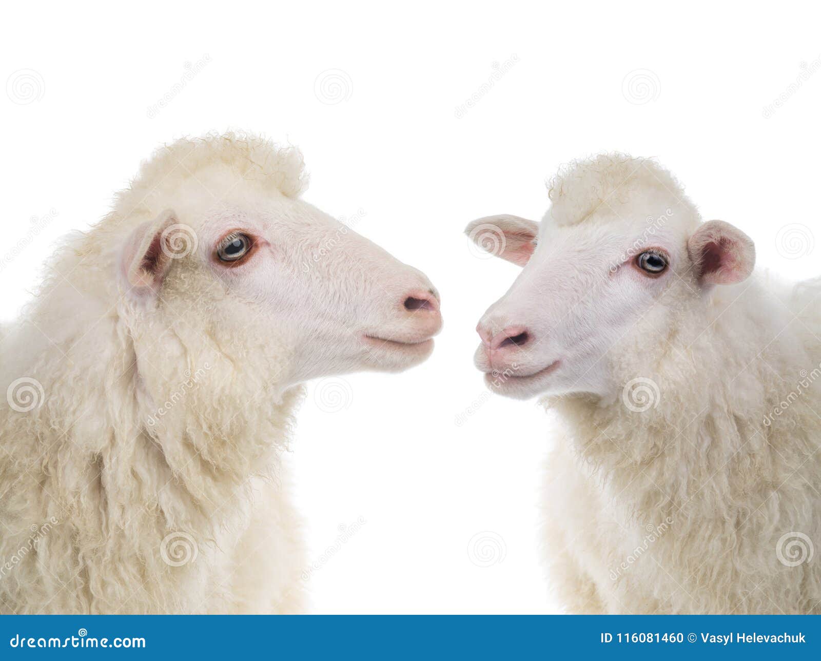 Portrait Of Sheep Royalty-Free Stock Image | CartoonDealer.com #12900100