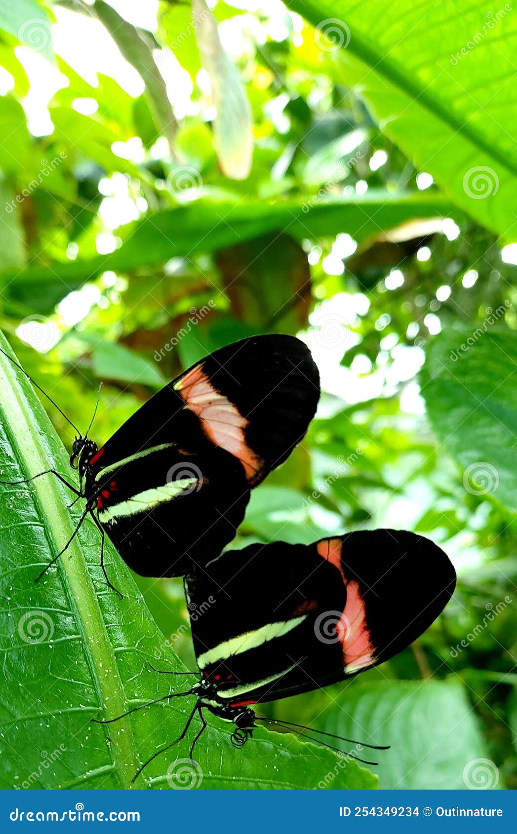 Two Postman Tropical Butterflies on a Leaf Stock Photo - Image of ...