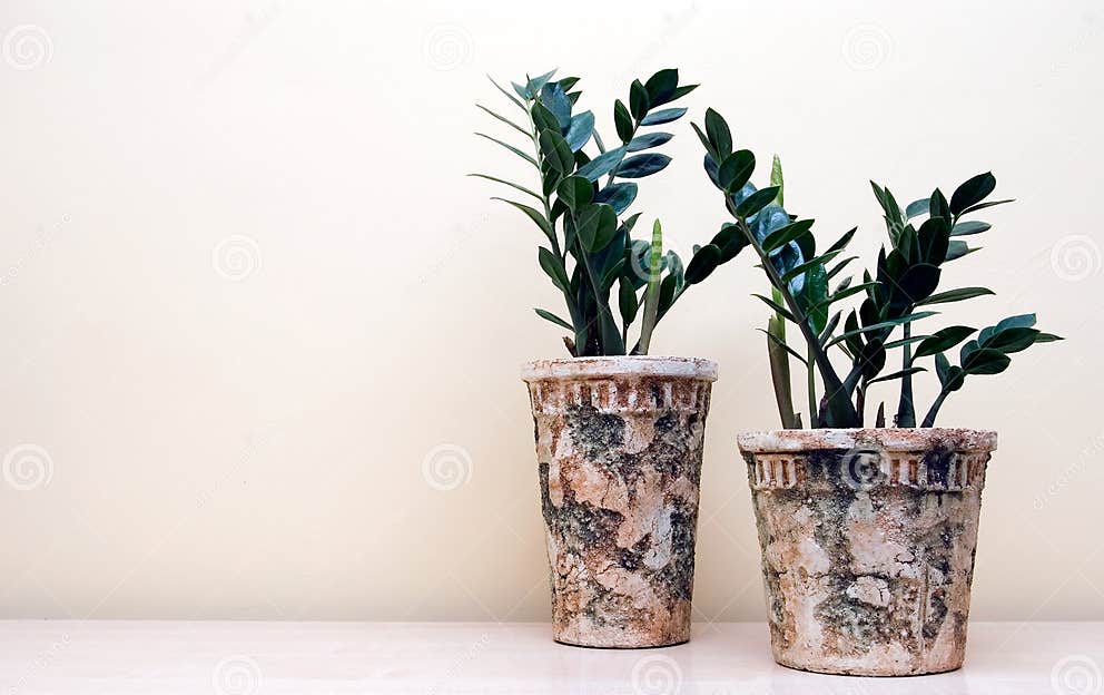 Two pot plants stock image. Image of space, stand, sculptured - 2086381