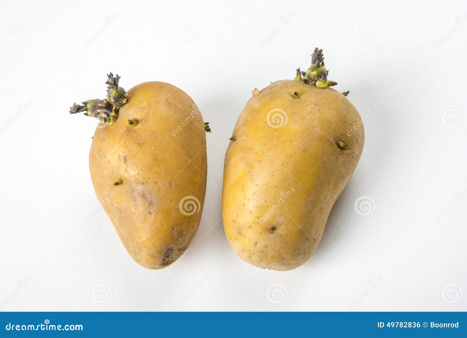 Two Potato Head stock photo. Image of agriculture, diet - 49782836
