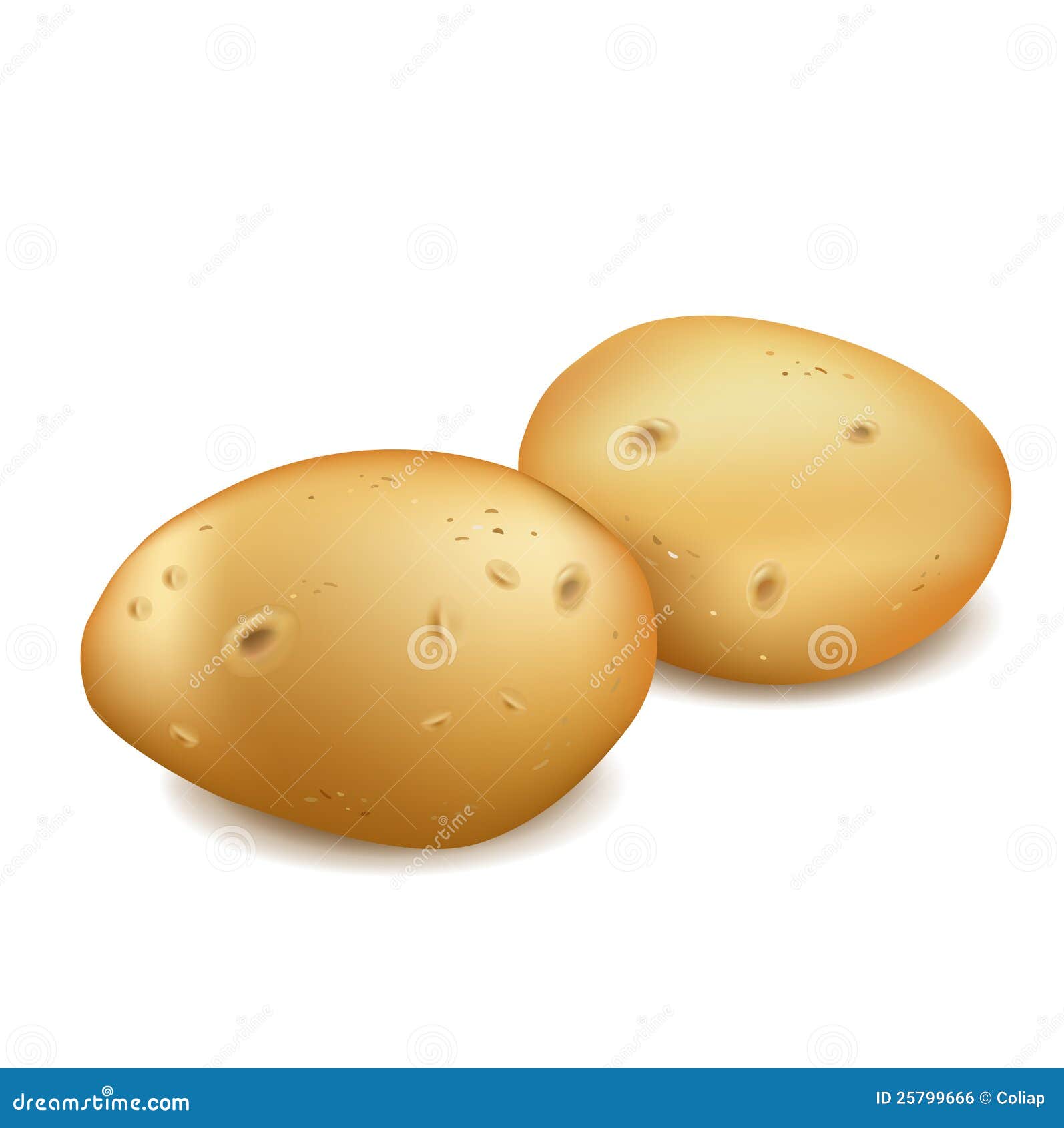 Two potatoes isolated stock vector. Illustration of carbohydrate - 25799666