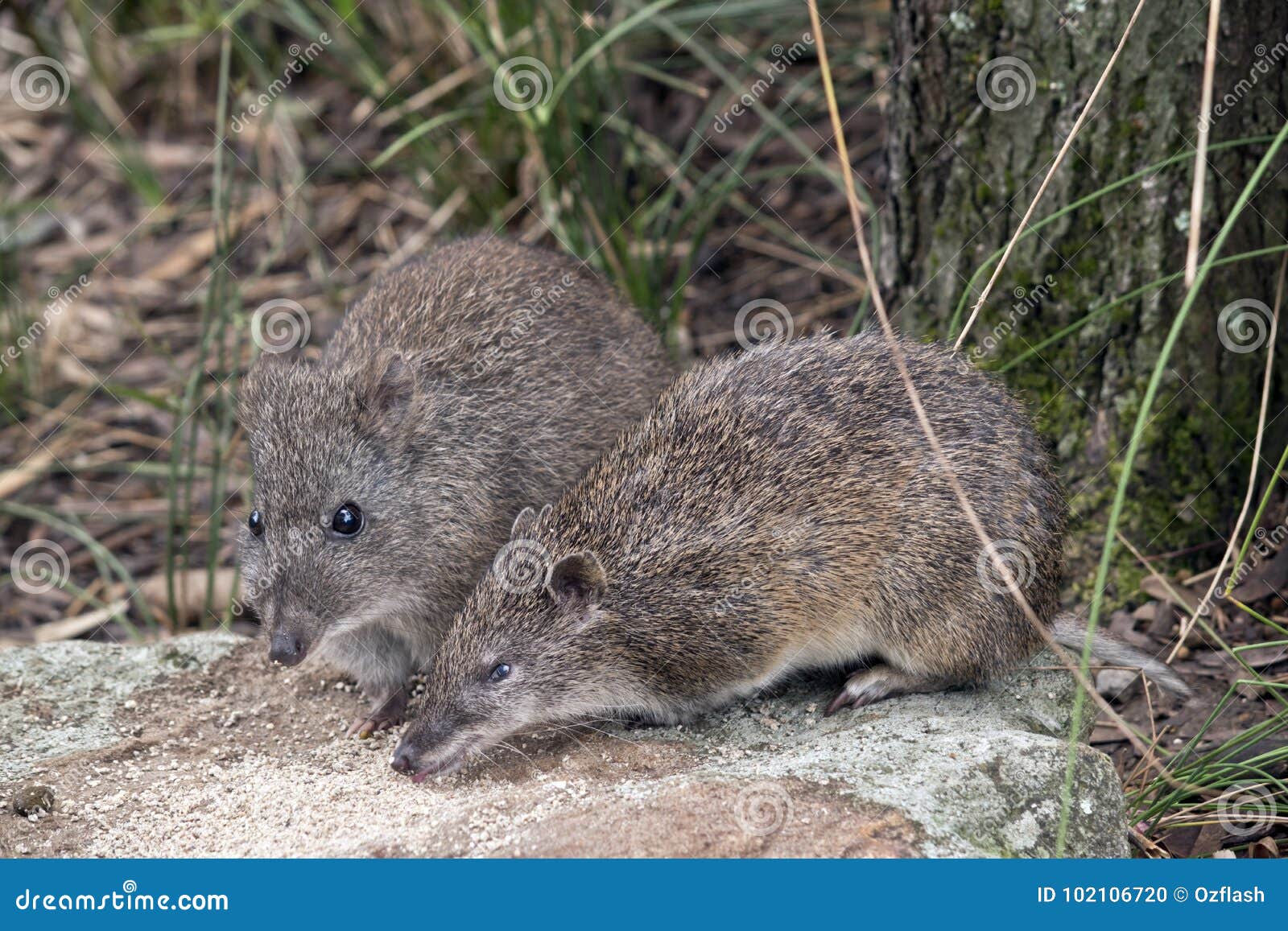 Potoroos stock photo. Image of eating, rats, pink, small - 102106720