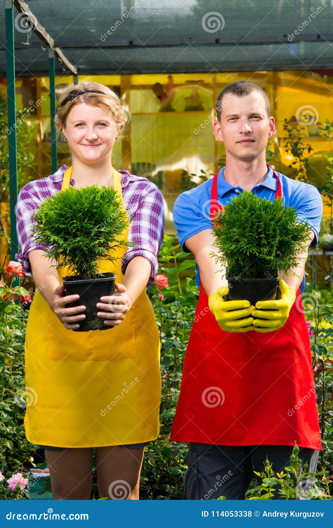 Two Pots with a Green Tree in the Hands of Workers Stock Photo - Image ...