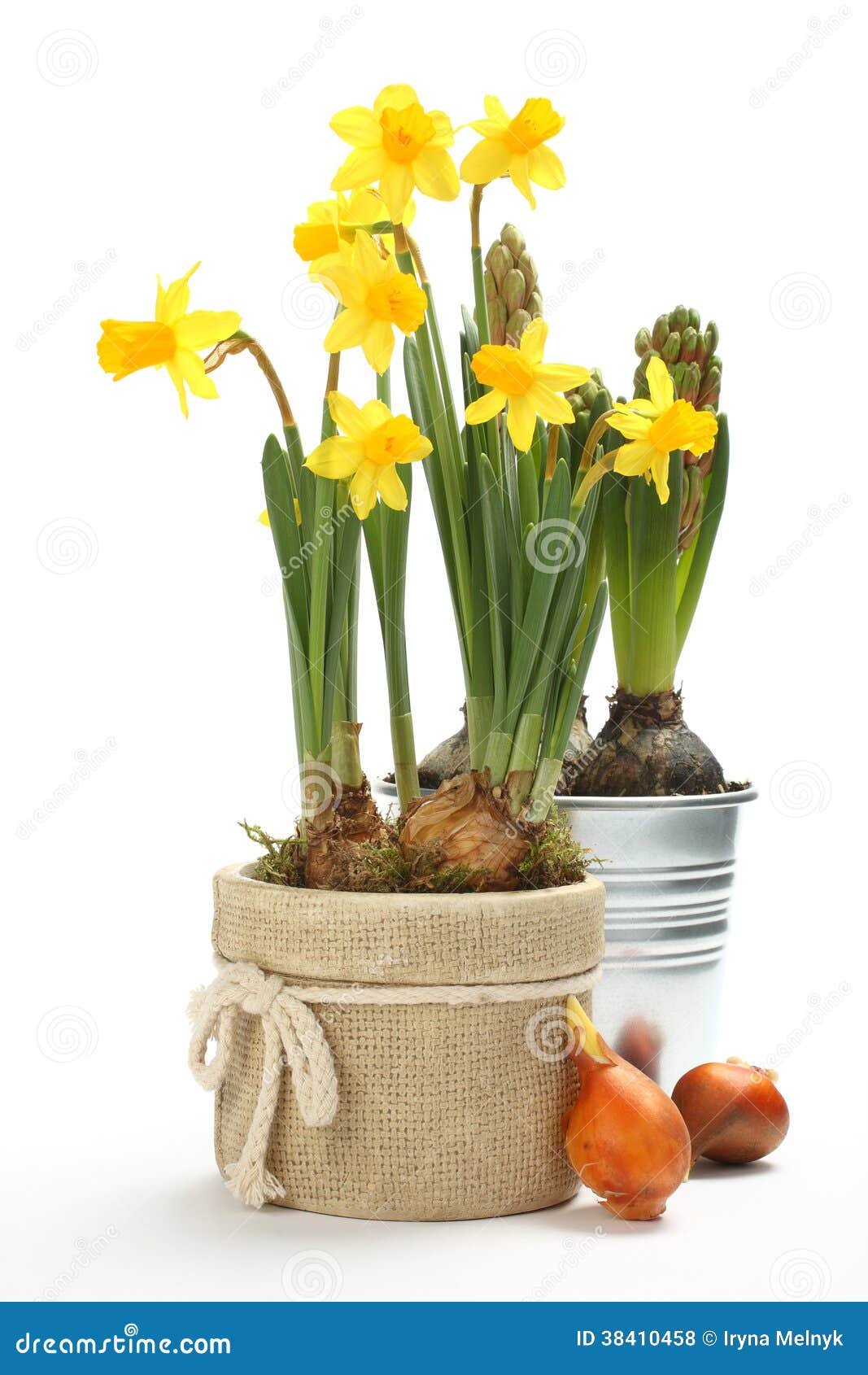 Two Pots with Young Spring Flowers Over White Stock Photo - Image of ...