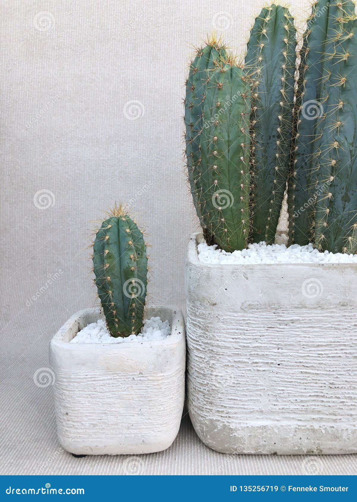 Two potted cactus plants stock image. Image of desert - 135256719