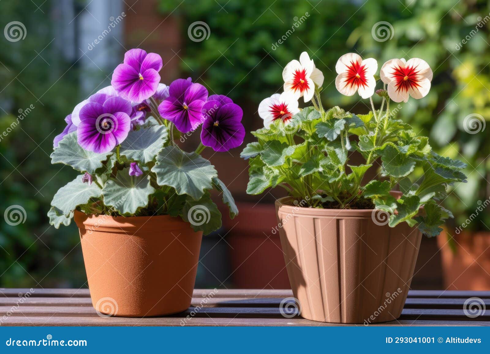 Two Potted Flowers of the Same Type, One Larger Than the Other Stock ...