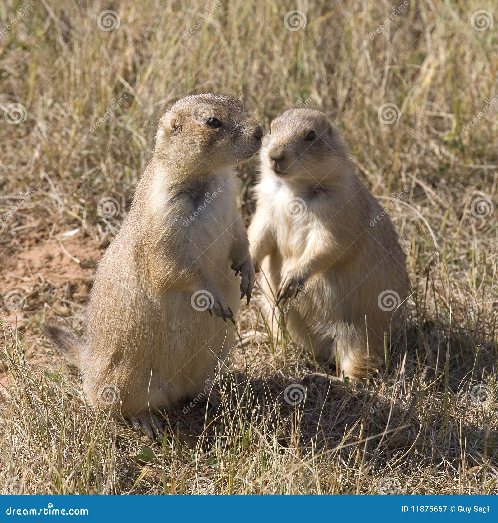 Two prairie dogs stock image. Image of mammal, prairie - 11875667
