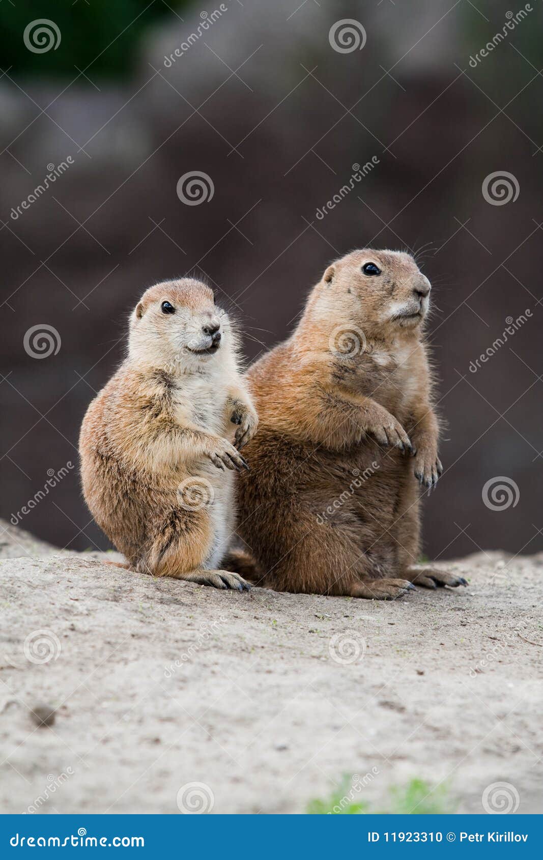 Two prairie dogs stock photo. Image of prarie, small - 11923310